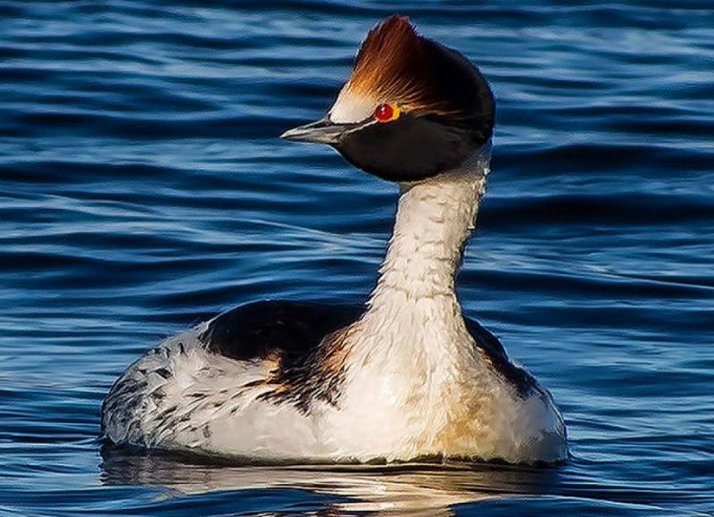 Lanzan campaña para declarar Monumento Natural Nacional al macá tobiano ...